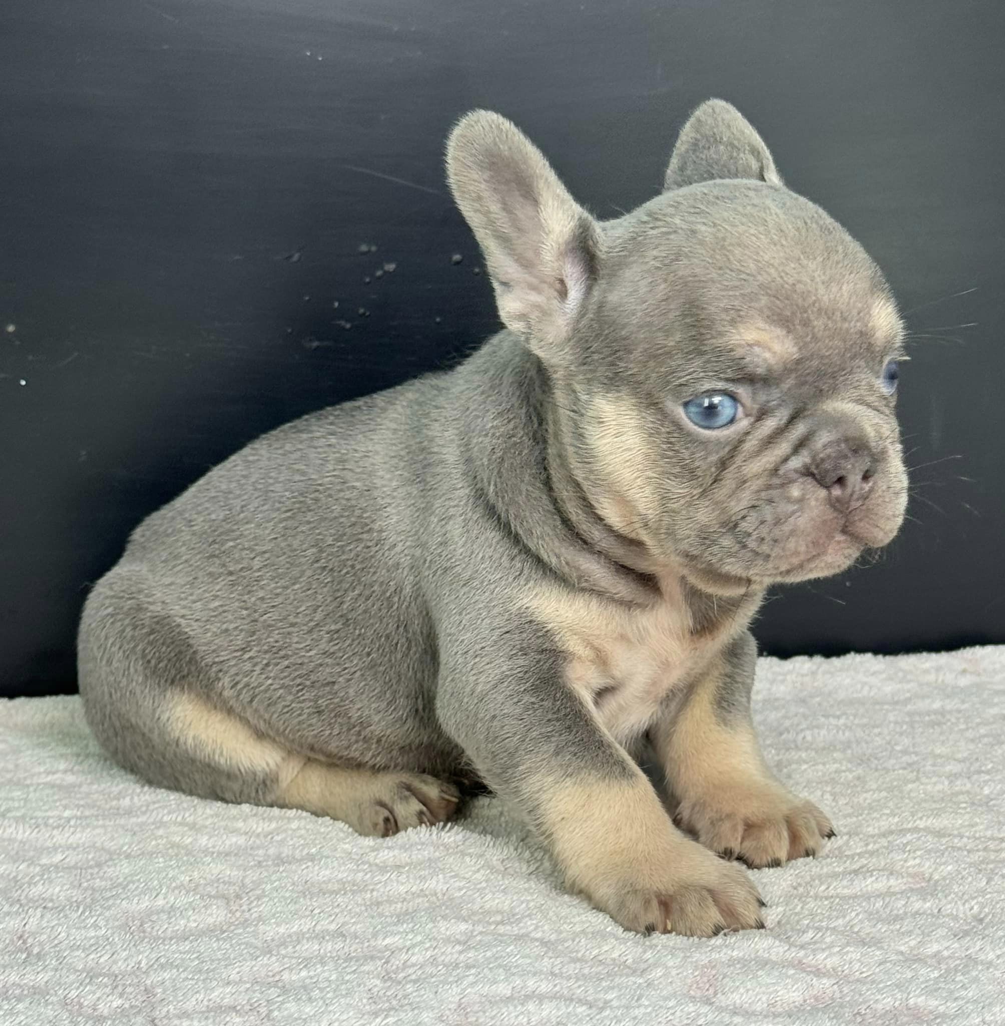 Chiots Bouledogue français